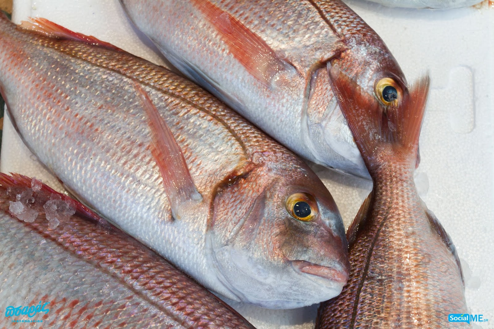 Ψαρευουμε διπλα ατα ιχθυοτροφεια - FISHING ART HELLAS