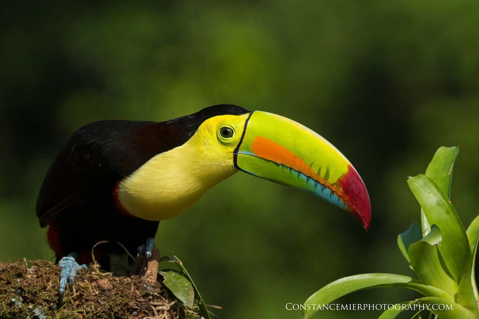 Florida Photography from a Canoe