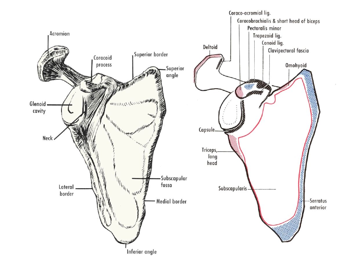 Scapula Anterior Surface Costal Muscular Border Landmarks Enlarge Click ...
