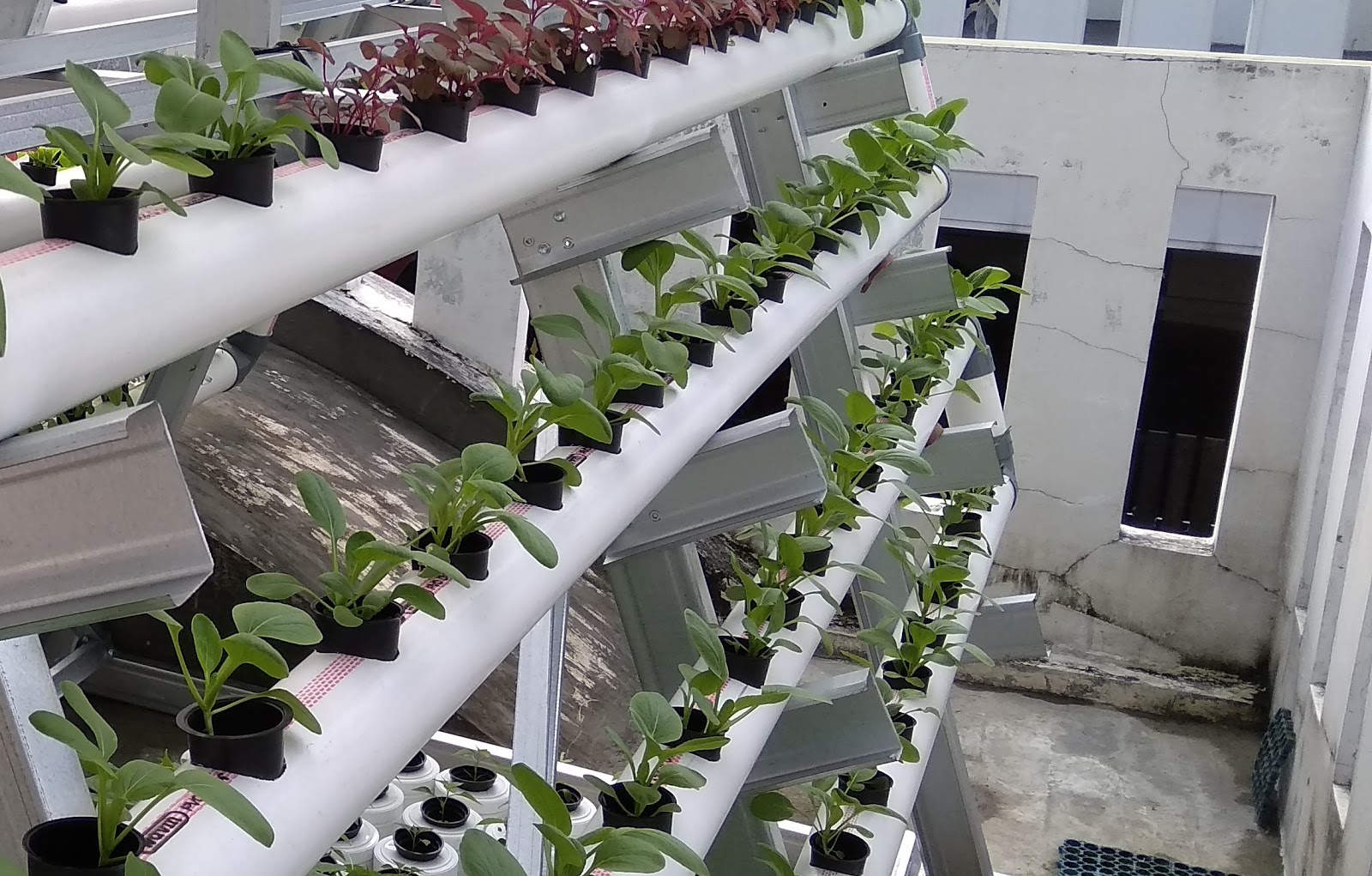 Cara Menanam Sayur dengan Sistem Vertikultur Yang Lengkap dan Mudah di ...