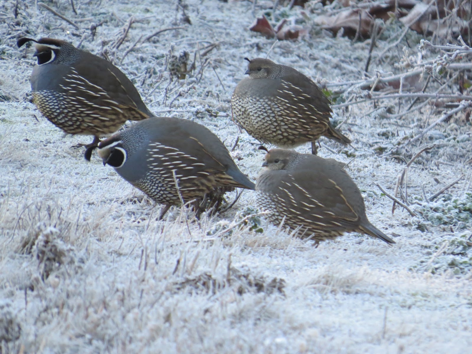 Garden Grumbles and Cross Stitch Fumbles: A Turkey and Quail