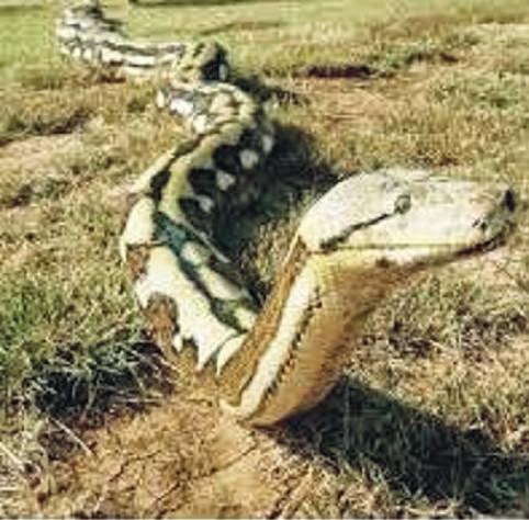 NATURE: What is the longest snake