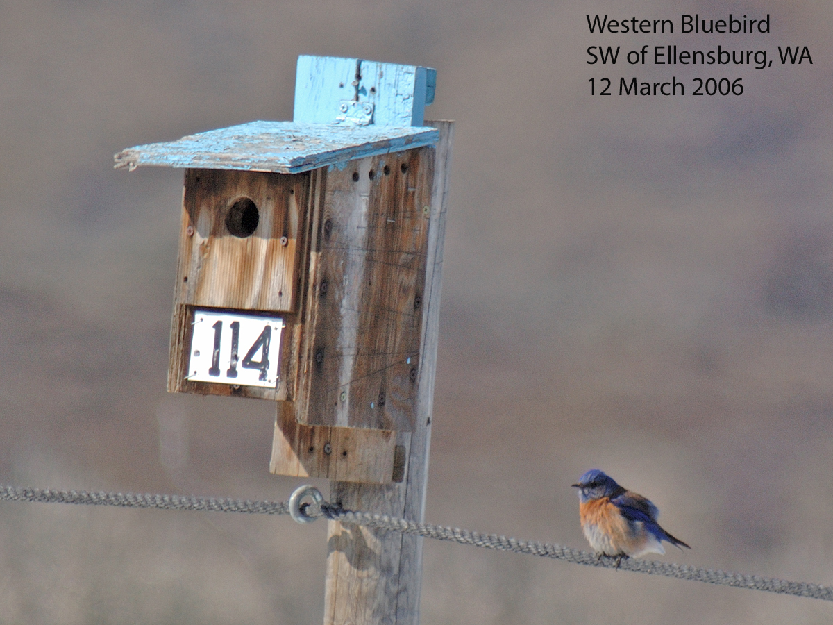 Northwest Nature Notes: HOLE NESTERS