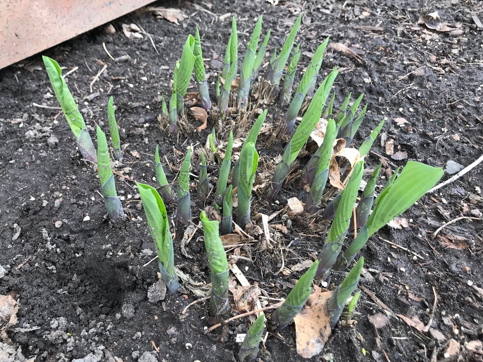 Chuck Does Art: Identifying bulbs growing in early spring by shoots
