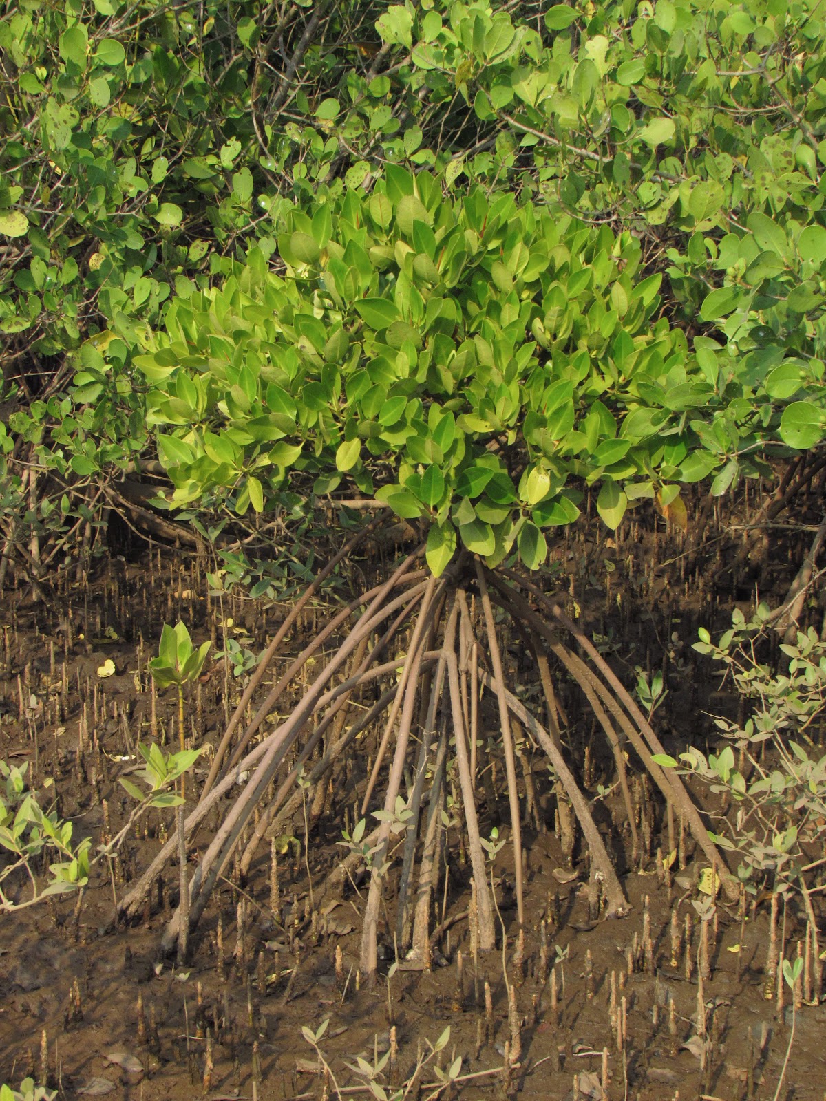 What Are Cable Roots at Samuel Goggins blog