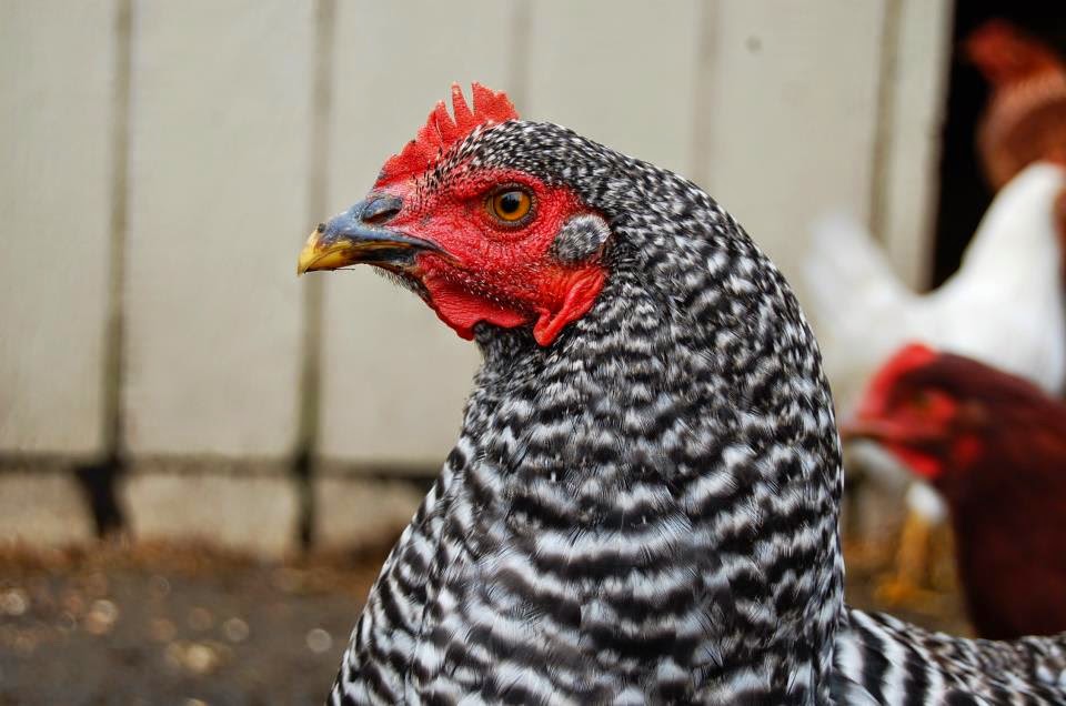 Pashudhan and Animal Science : Zebra colour pattern in Livestock