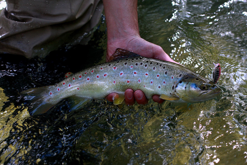 Fishing In Croatia (and in the neighbourhood): Good choice for trout