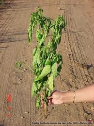 CHILE SERRANO (Capsicum annuum): producción CHILE SERRANO ( Capsicum ...