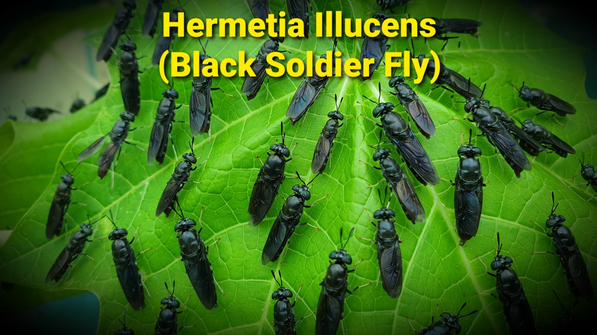 Siklus Hidup Lalat Tentara Hitam (Black Soldier Fly)