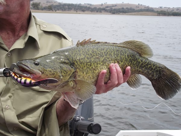 Deep River Lures: Murray Cod. Glenlyon Dam.