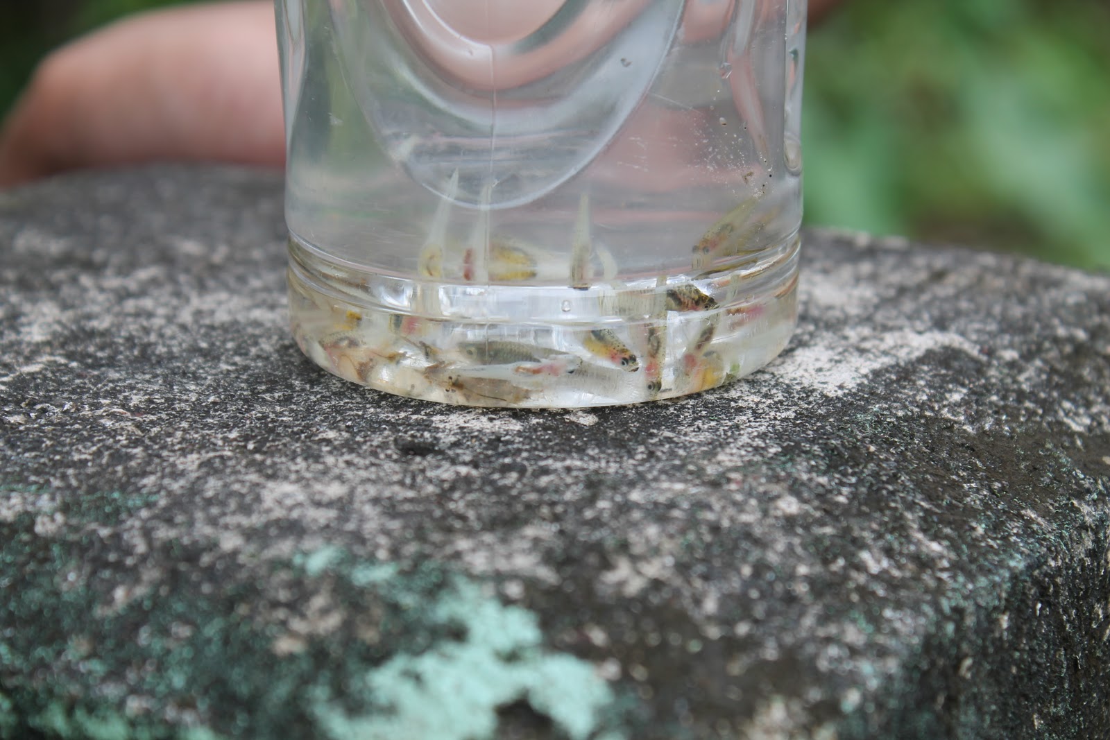 Sinarapan sa Buhi: Photo Gallery