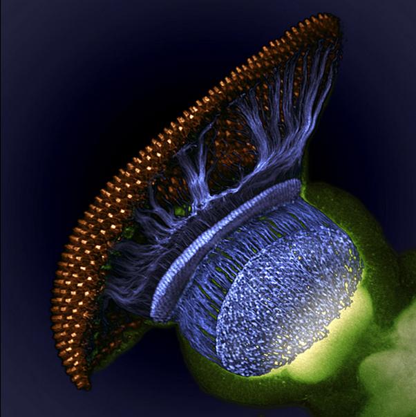 Un Mundo en Paz: En fotos: Los increíbles detalles del mundo microscópico