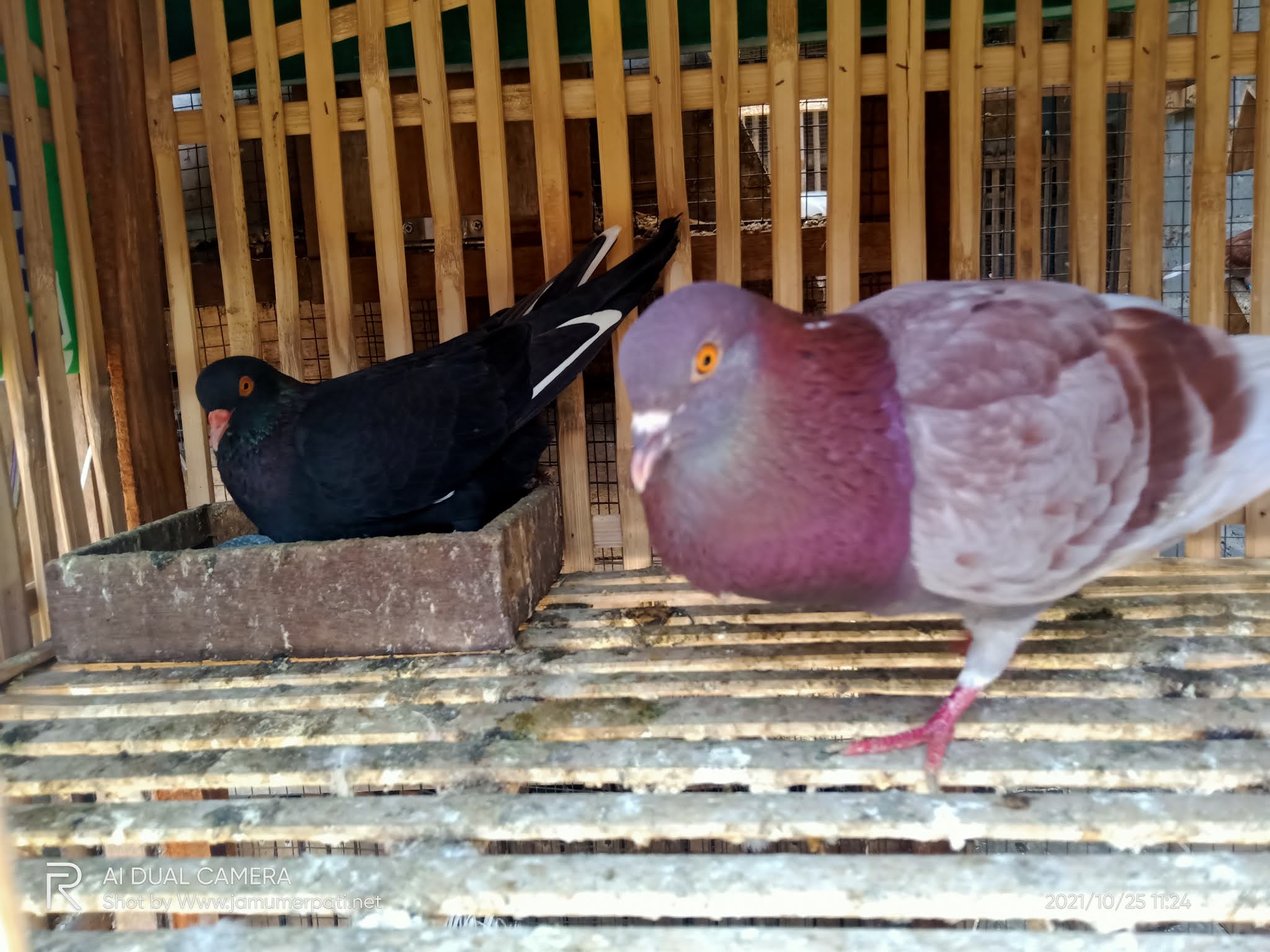 Merpati kolong, Merpati Tinggian, Merpati Tomprang, Merpati Kentong