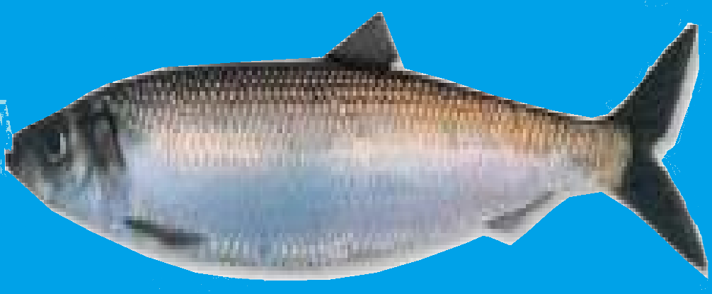 ÉRIKA MODA: ARENQUE