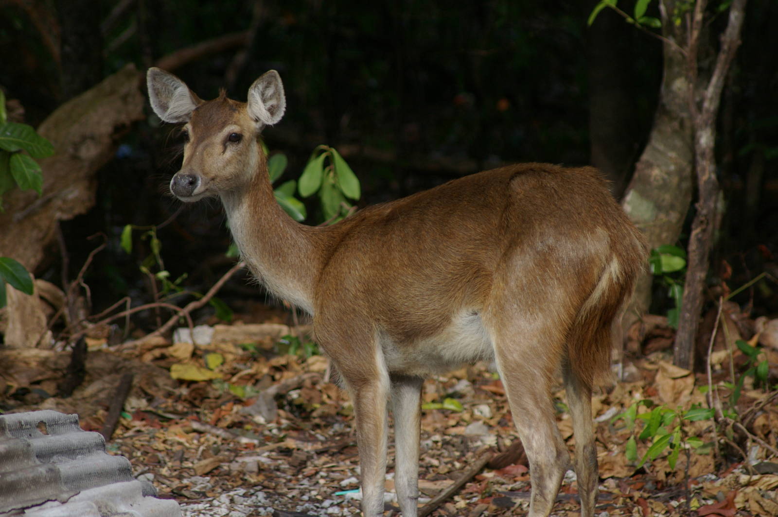 AzidAkaMember Blog: 33 Binatang Khas Seluruh Propinsi di Indonesia