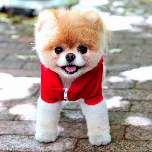 All about the Pomeranian: Boo The World's Cutest Dog