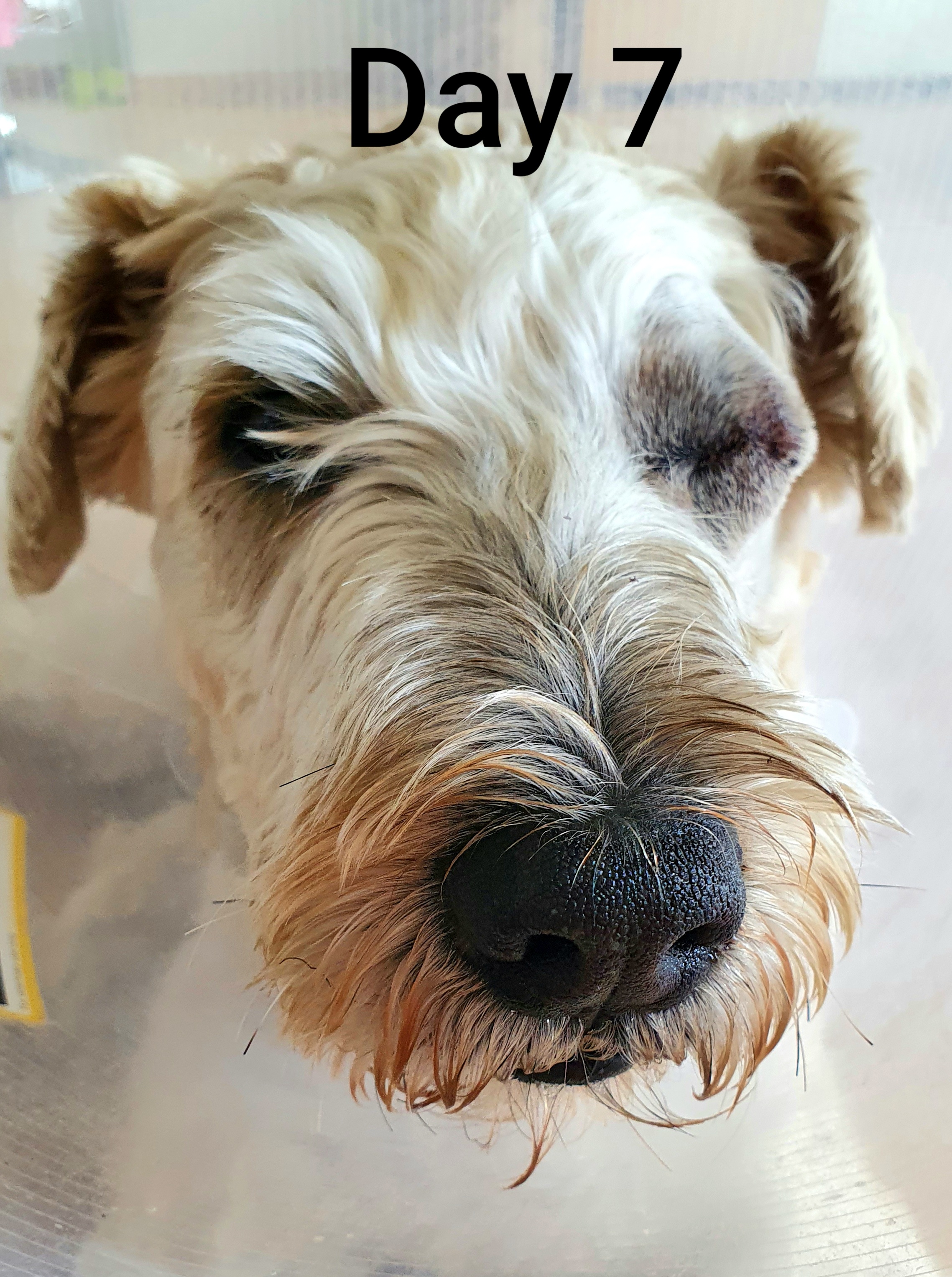 Wheaten terrier Lulu: One eyed dog