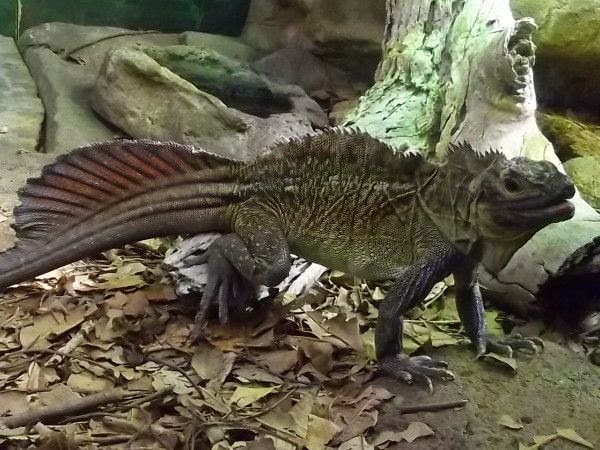 Mengenal Miniatur Dinosaurus Soa Soa Layar Ambon - CARA BUDIDAYA