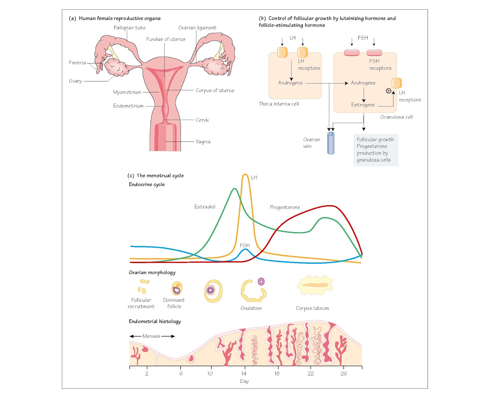 Female Reproduction Menstrual Cycle - pediagenosis