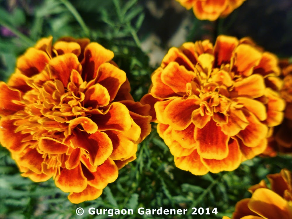 Gurgaon Gardener: Marigold, African Marigold, French Marigold, Genda