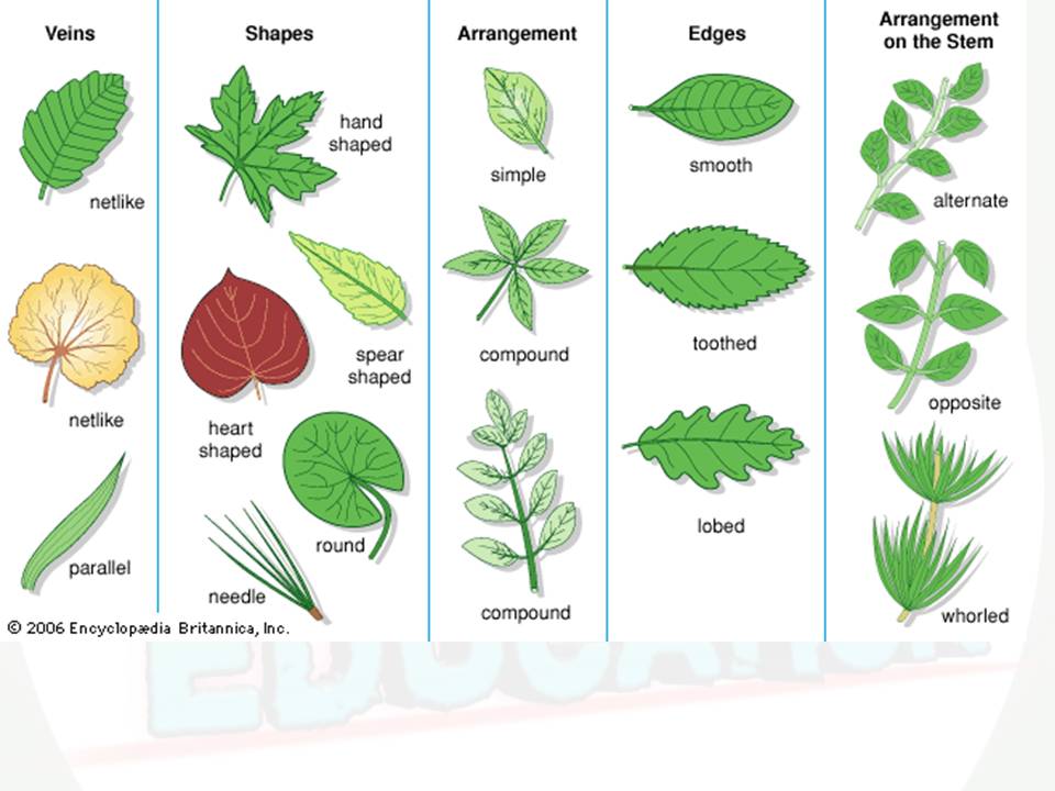 WHO & ICH GUIDELINES FOR ASSESSMENT OF HERBAL DRUGS (PART - 1) T.Y B ...
