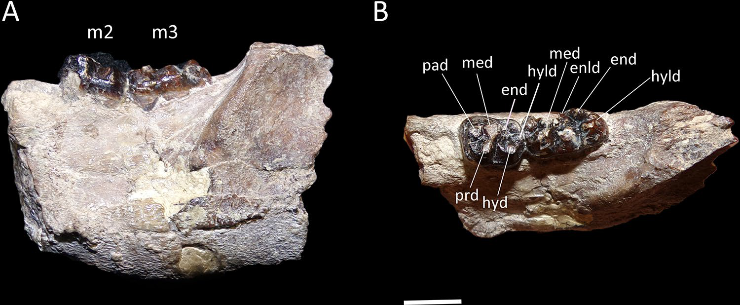 Sciency Thoughts: Exploring the relationship between Litopterns and ...