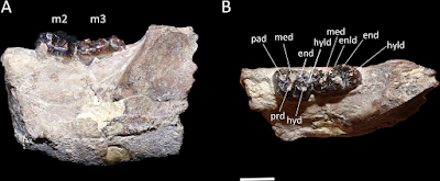 Sciency Thoughts: Exploring the relationship between Litopterns and ...