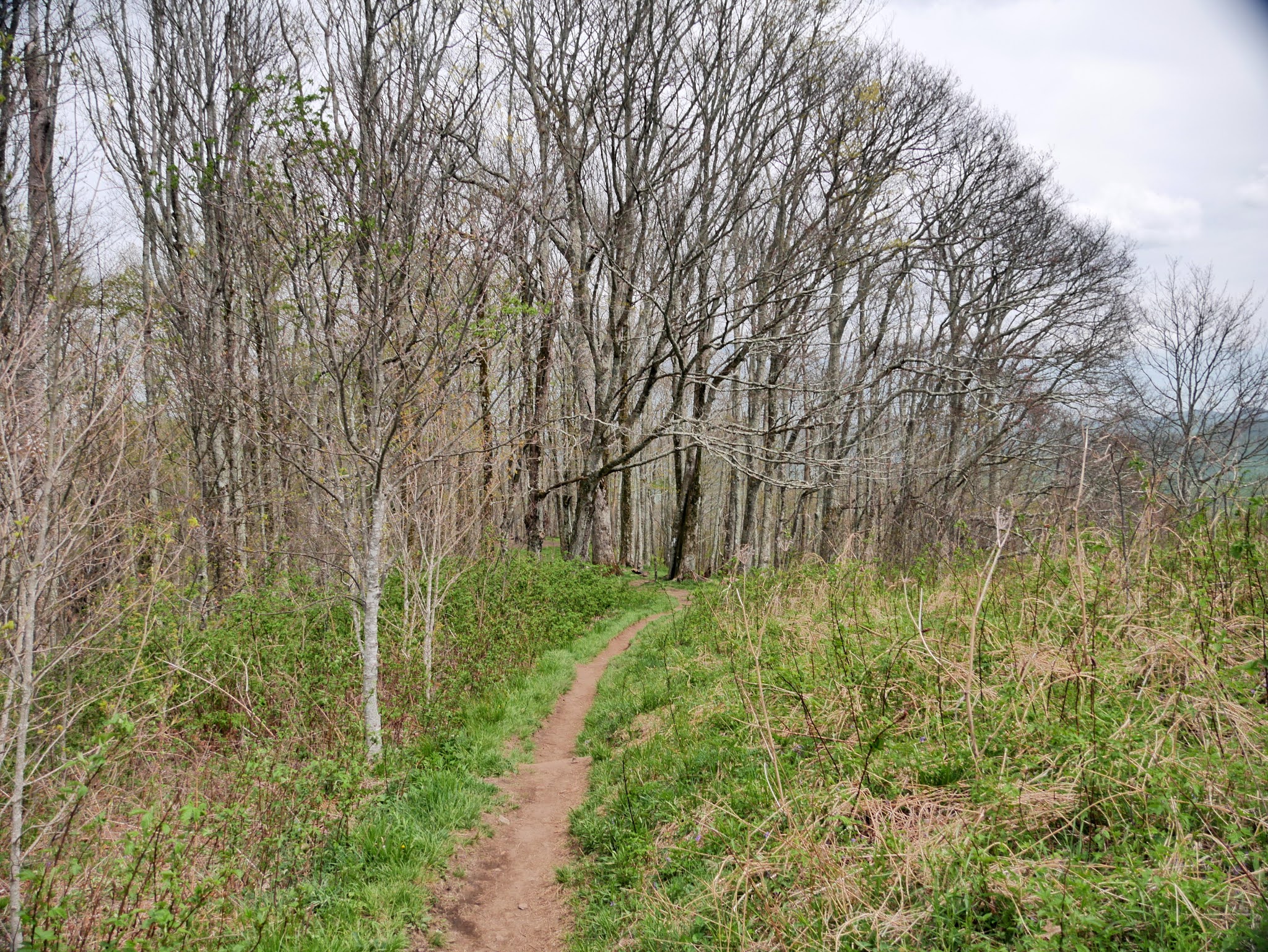 American Travel Journal: Max Patch Summit to Lemon Gap - Appalachian Trail