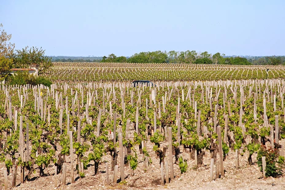 Medoc y Saint Emilion - Hoja de Rutas - Blog de viajes y fotografía