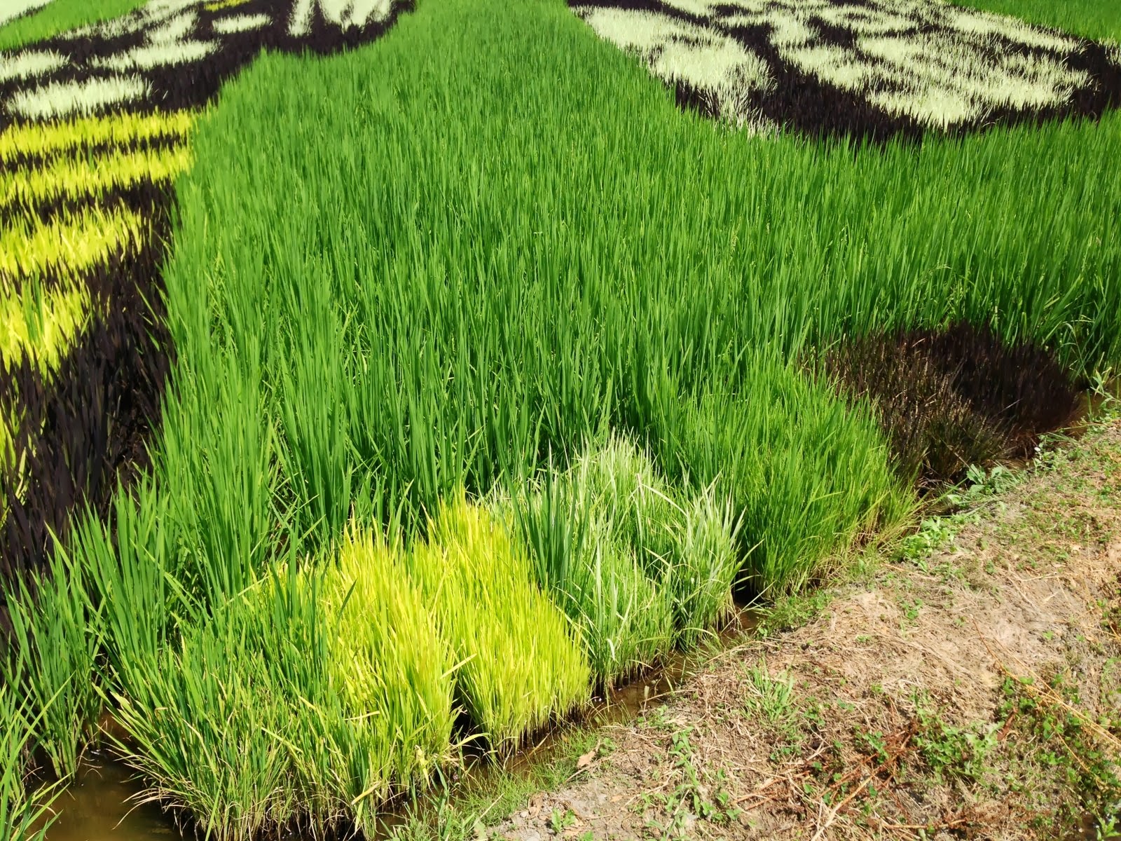 Japan: Inakadate: Ricefield "Tambo" Art