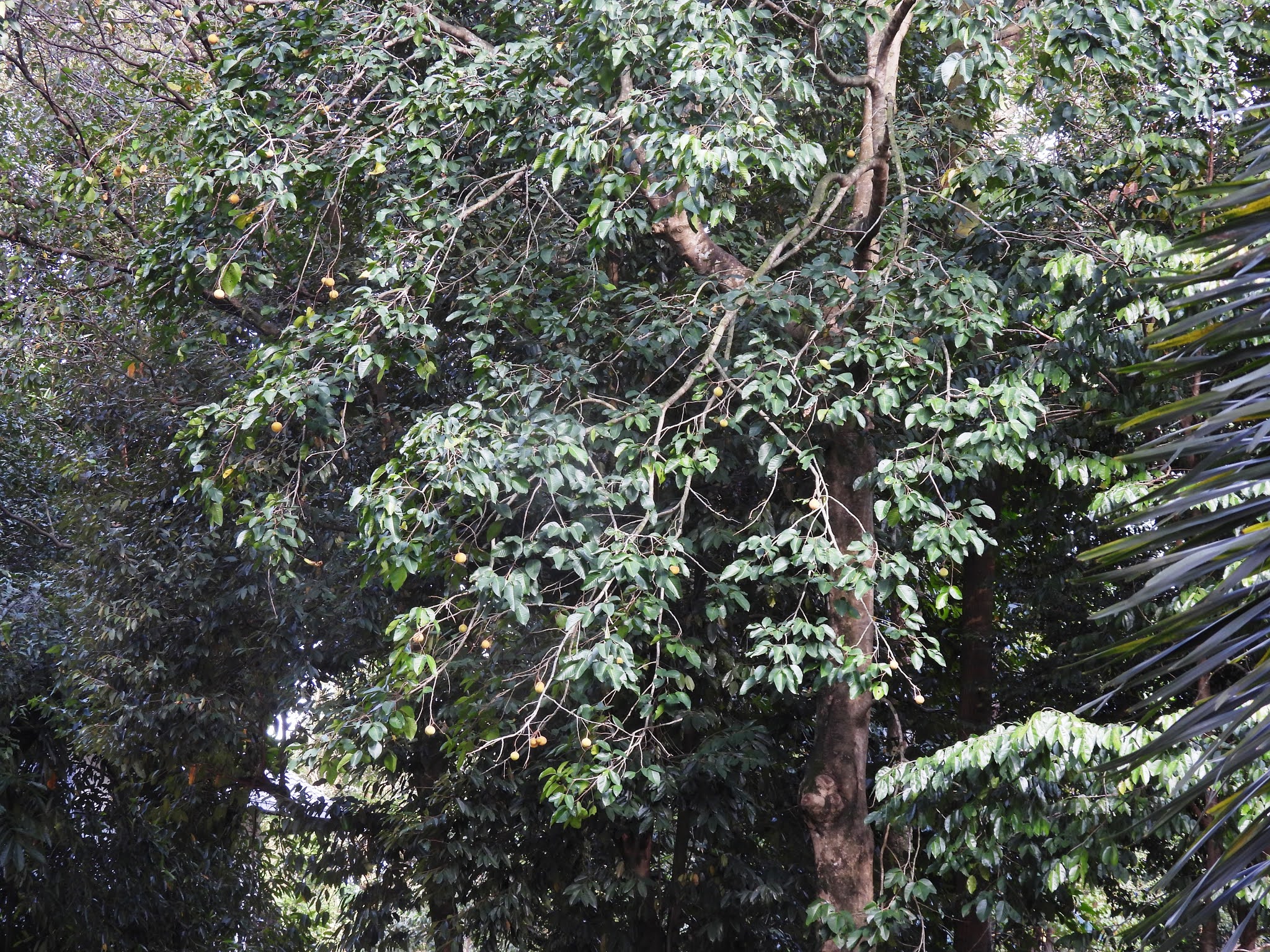Santol Tree (Pokok Sentul)