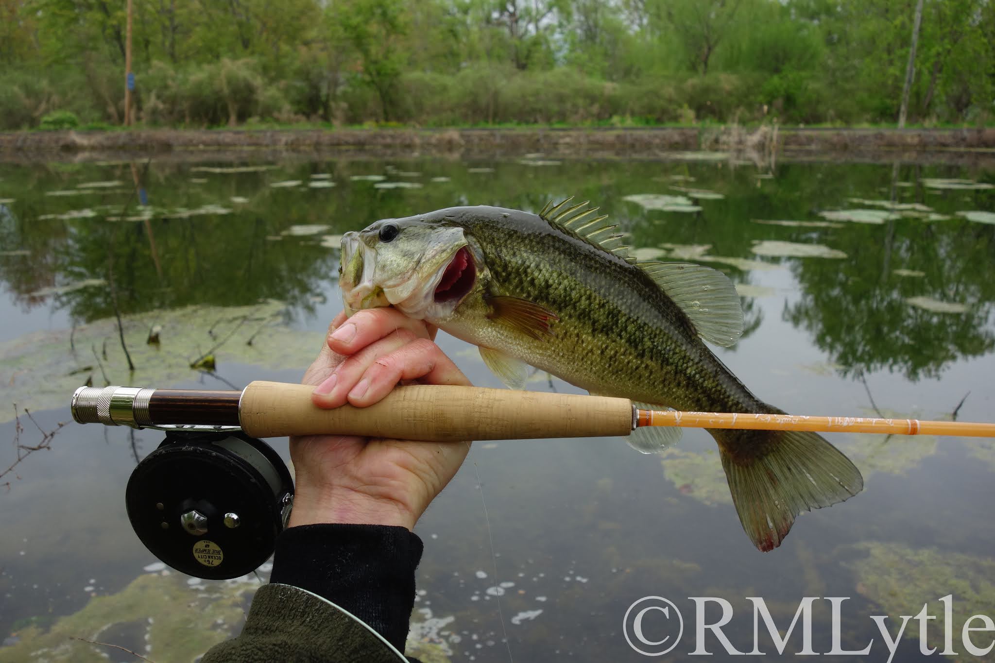 Connecticut Fly Angler: Vibrant Sunfish & Bass on a 1 Weight Fly Rod