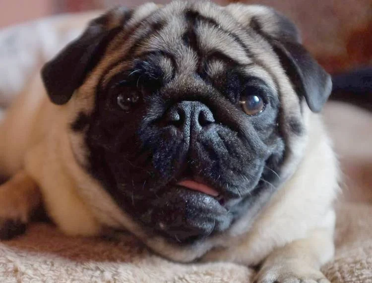 Uncovering the Most Common Health Problems in Pugs: What You Need to ...