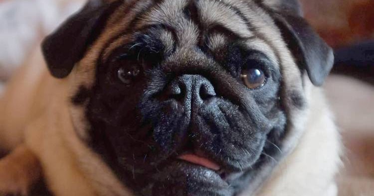 6 Most Common Pug Health Problems