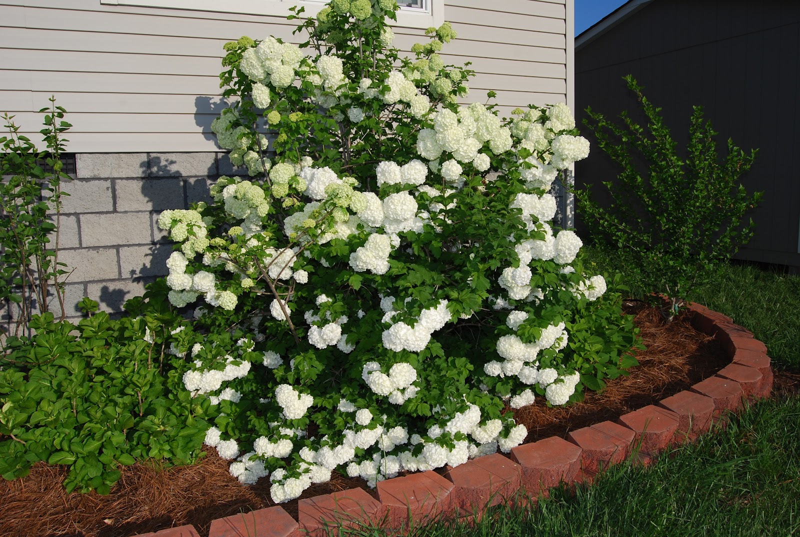 Flowers and Dirty Hands: A walk through my yard