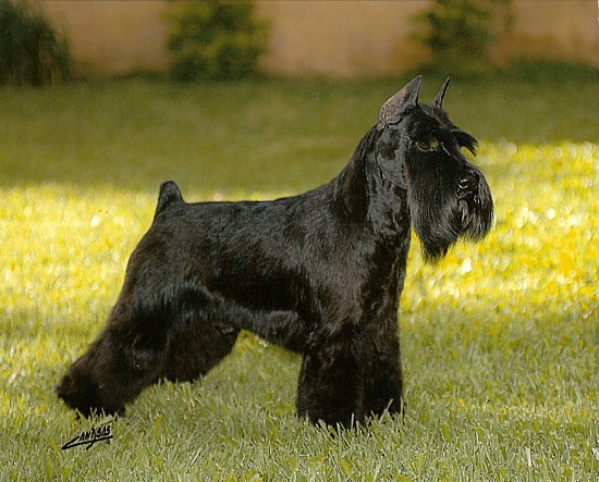 Como quitar jiote al perro