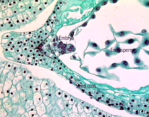Gambar Embriologi Tumbuhan (Part 1)
