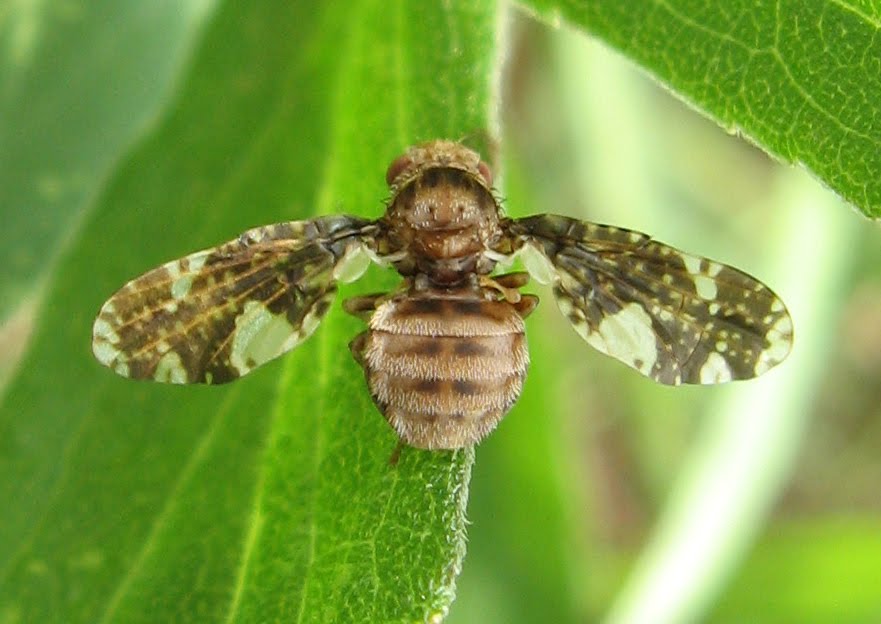 Tangled Web: Goldenrod Gall Fly (Eurosta solidaginis)