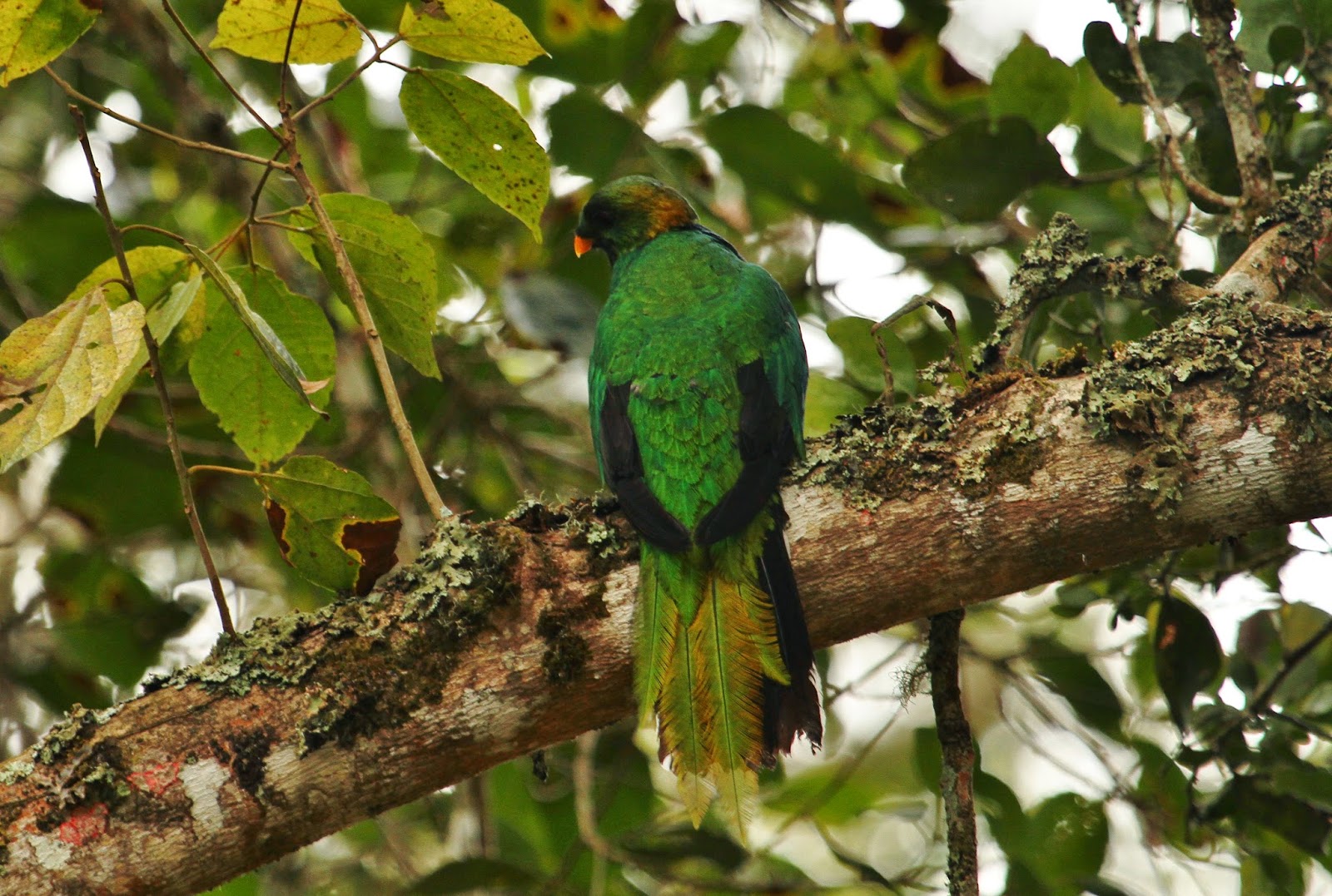 Nuestro bello mundo...: White-tipped Quetzal, male, Pharomachrus ...