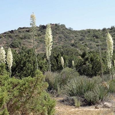 YUCCA WHIPPLEI |The Garden of Eaden