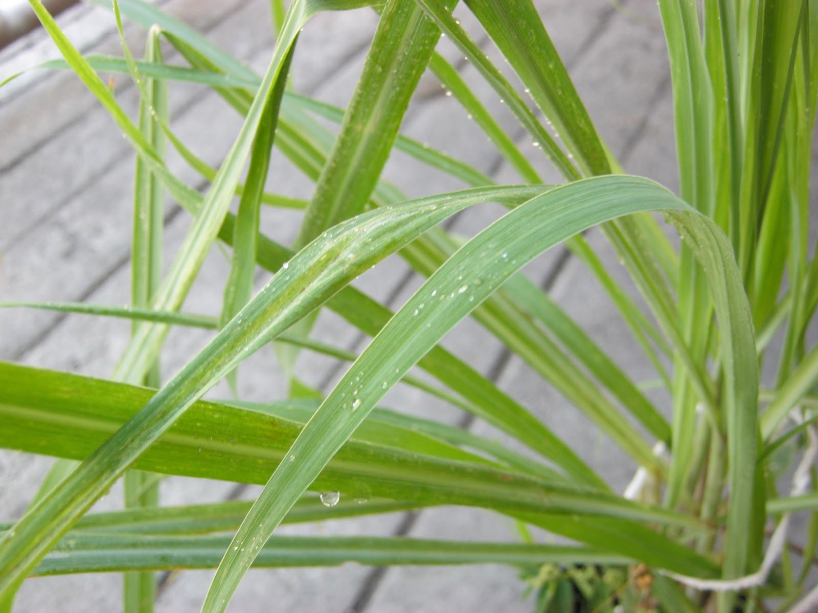 Herbal Tea and Juice - Enchanting Rivulet