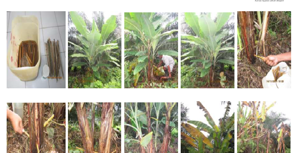 Cara Membasmi Pisang Liar