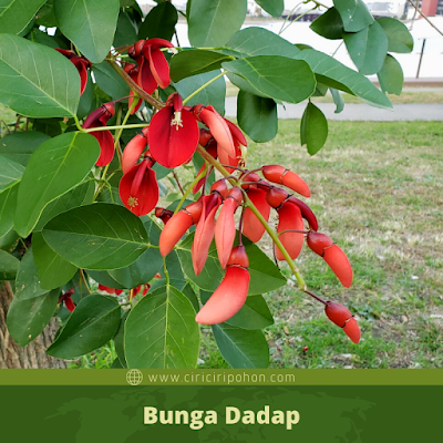 Ciri Ciri Pohon Dadap (Erythrina variegata) Di Alam Liar ...