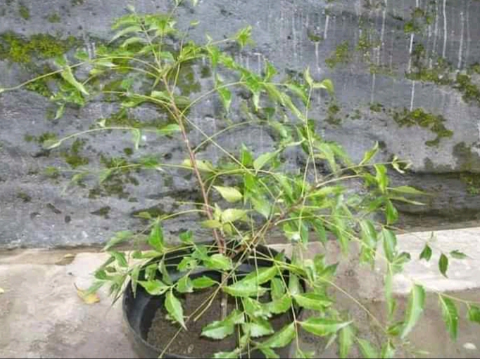 30 Tanaman yang Tidak Disukai Nyamuk (antimalaria) sebagai Tanaman Hias ...