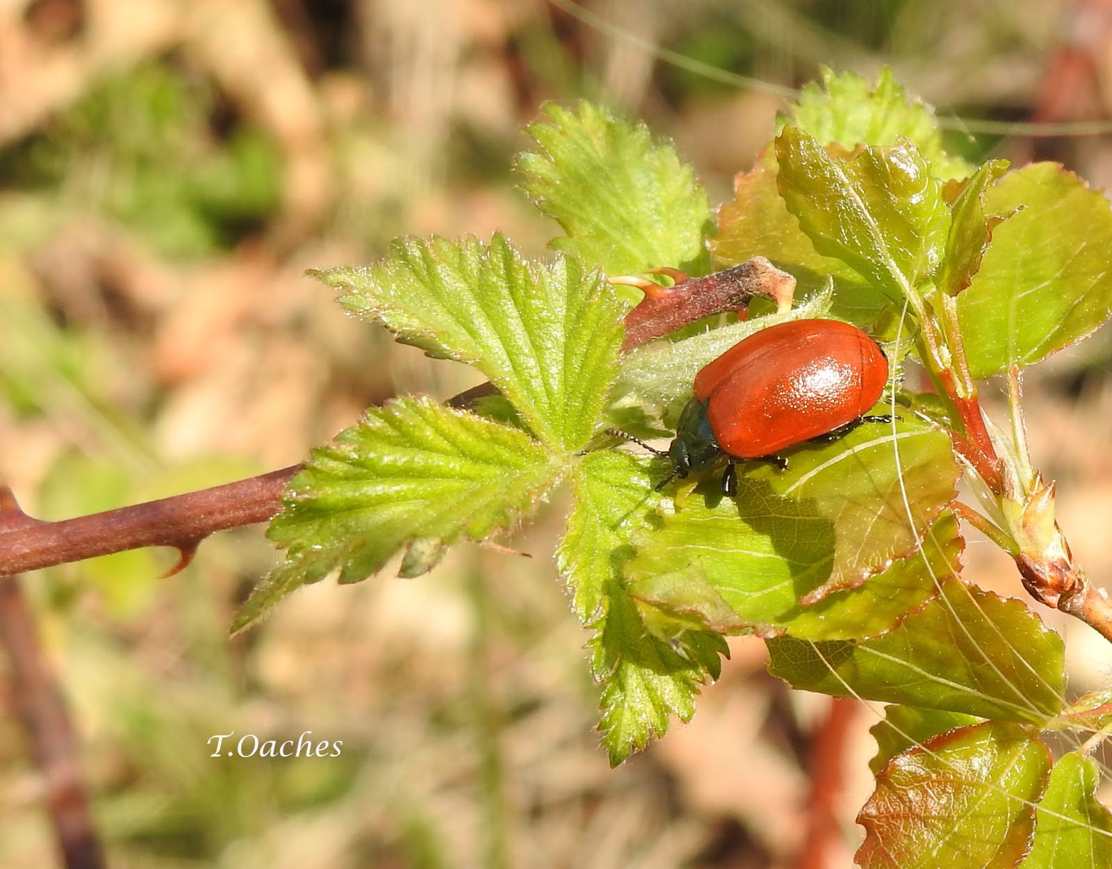 PASARI DIN ROMANIA: INSECTE (1 bis) - continuare