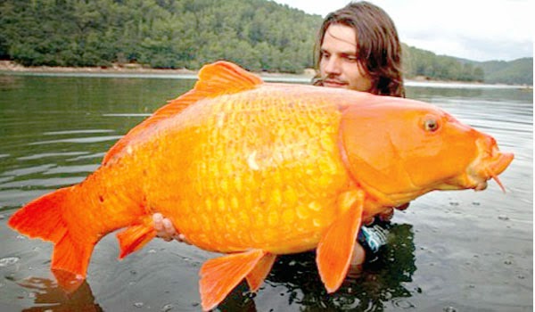Invasión de peces gigantes