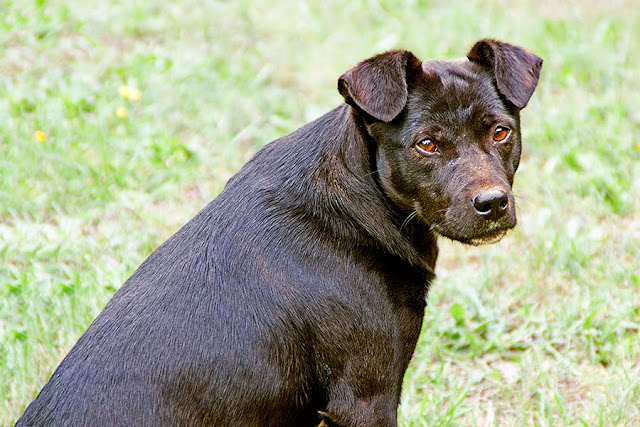 Compis: Canis lupus familiaris