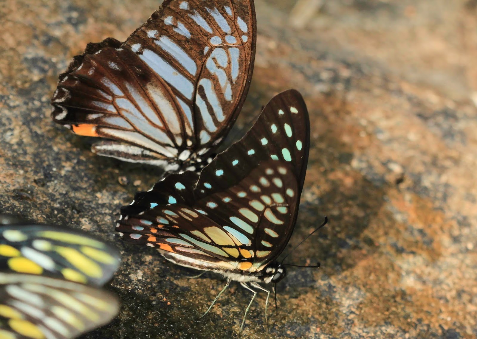 Butterflies of Vietnam: 153. Graphium xenocles kephisos (The Great Zebra)