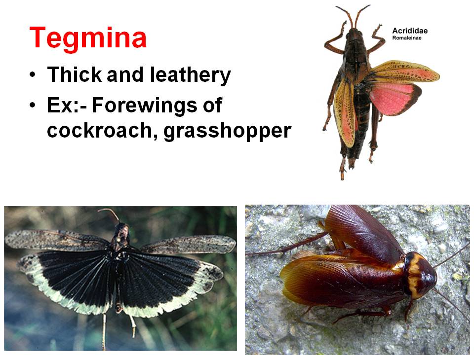 Insect wing, Modifications and Copulation