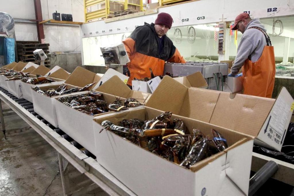Main Live Lobster Export Data for Global Market - Live Lobster Exporter ...